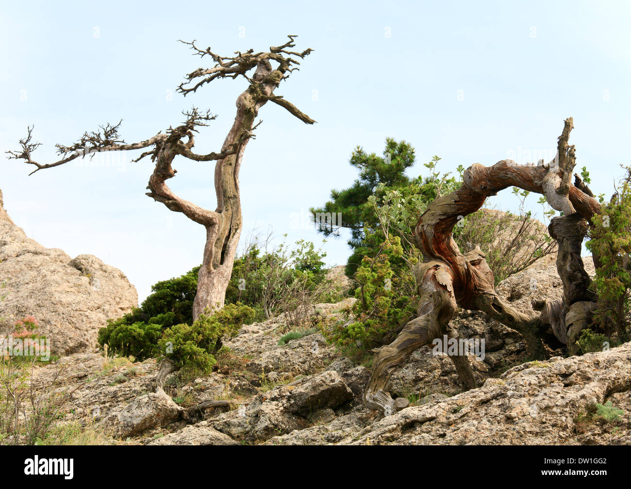 withered juniper tree on sky background Stock Photo - Alamy