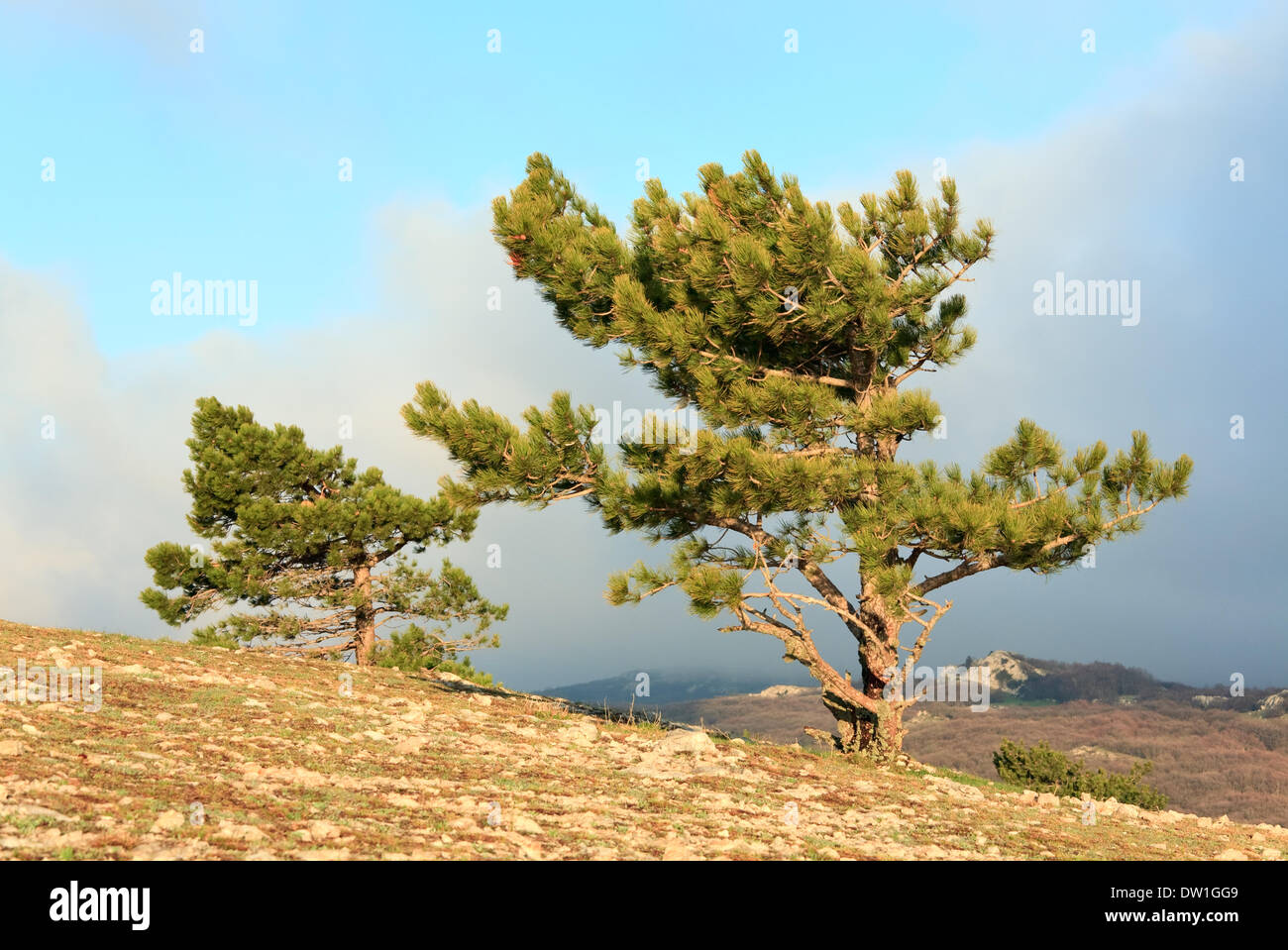 Lonely pine tree slope hi-res stock photography and images - Alamy