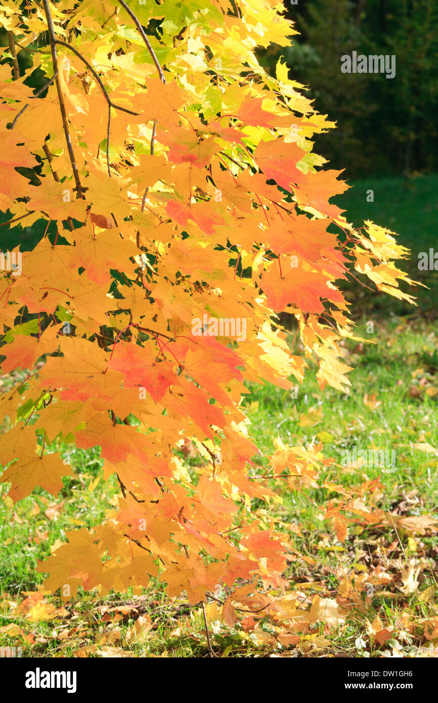 Autumn golden maple tree foliage Stock Photo - Alamy