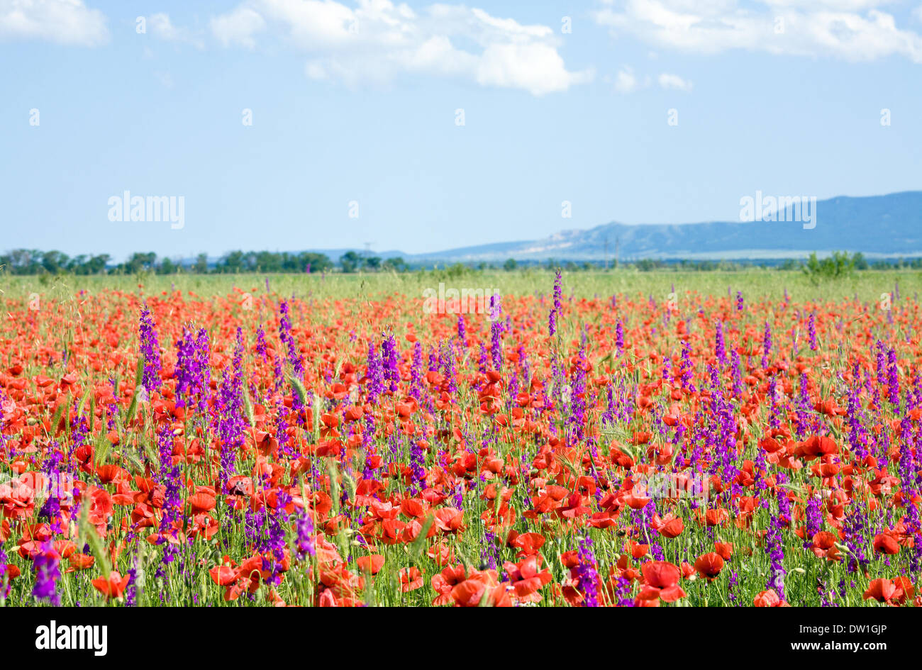 Beautiful summer field Stock Photo - Alamy