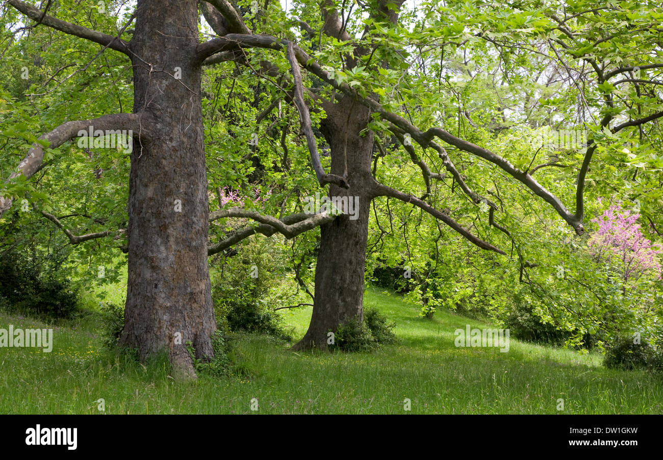 Basal plane hi-res stock photography and images - Alamy