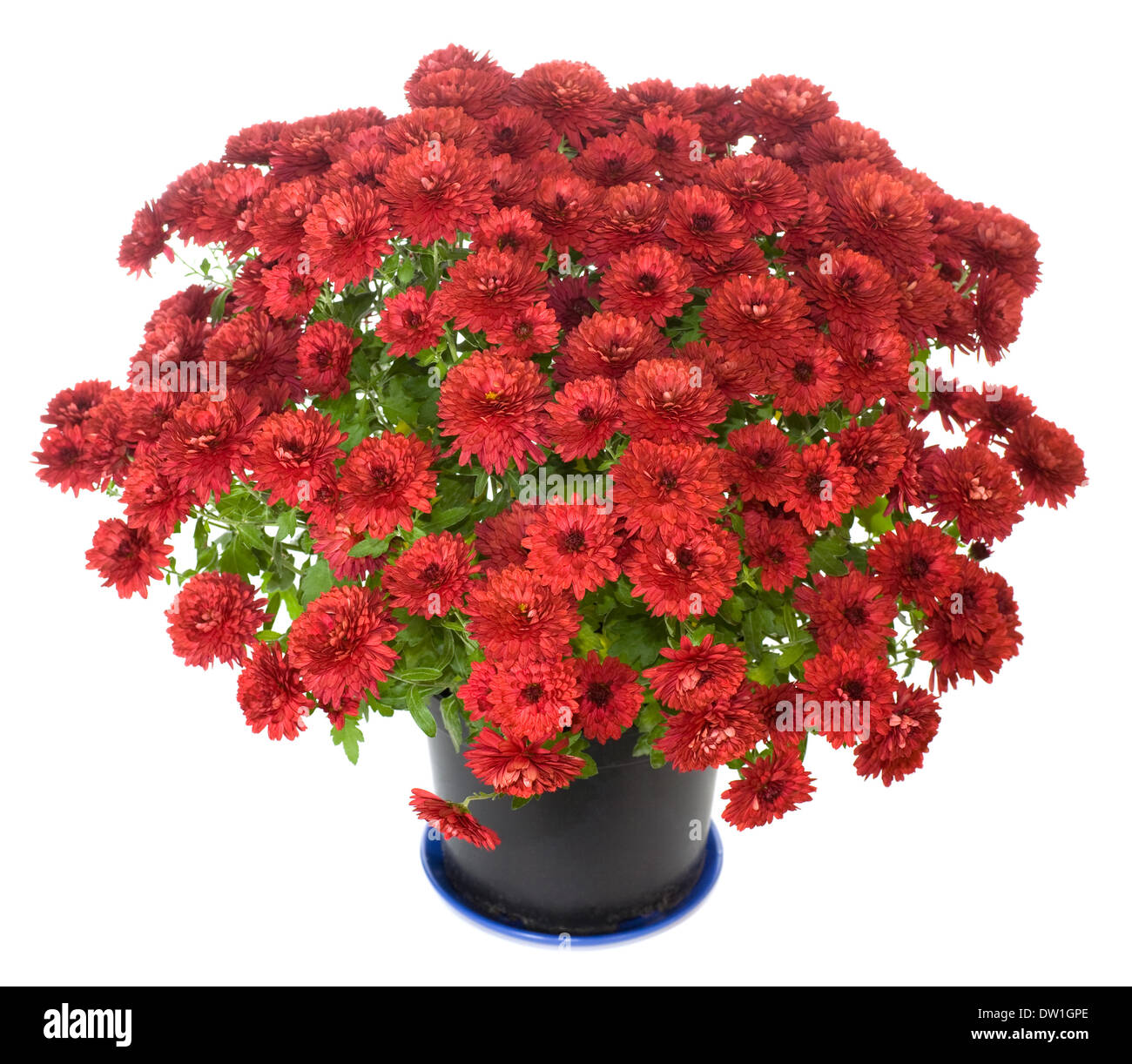 Perilla flower Cut Out Stock Images & Pictures - Alamy
