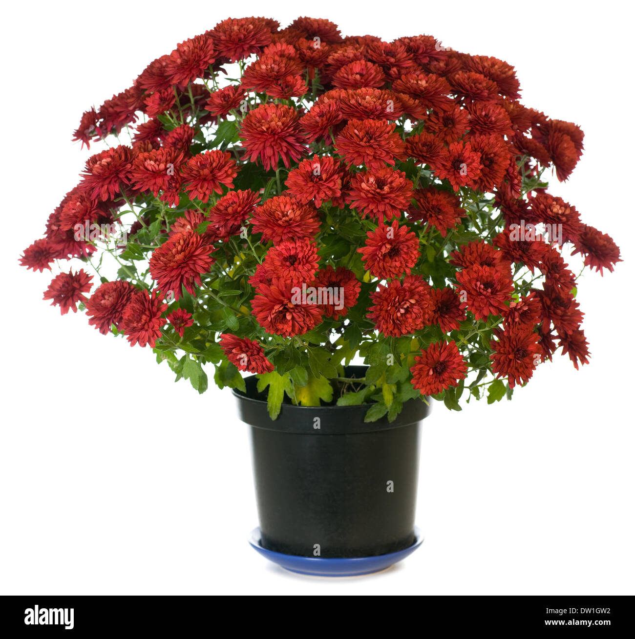 Perilla flower Cut Out Stock Images & Pictures - Alamy