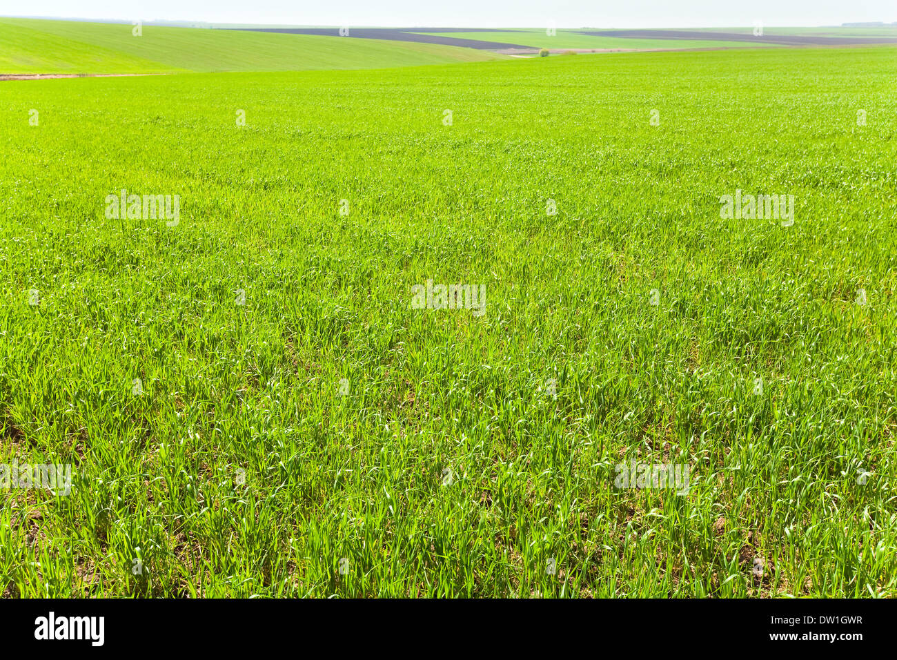 Beautiful spring wheat field Stock Photo - Alamy