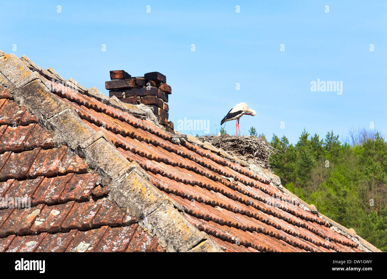 Black-white stork in nest on the roof Stock Photo - Alamy