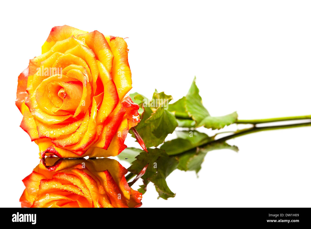 Macro yellow rose Cut Out Stock Images & Pictures - Alamy