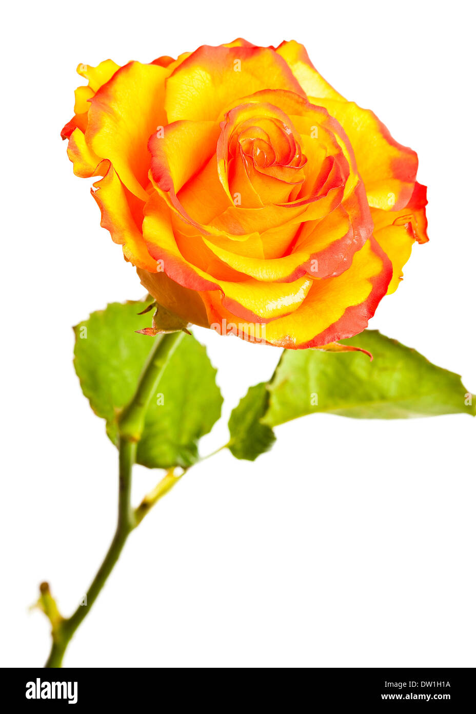 yellow rose isolated on white background Stock Photo - Alamy