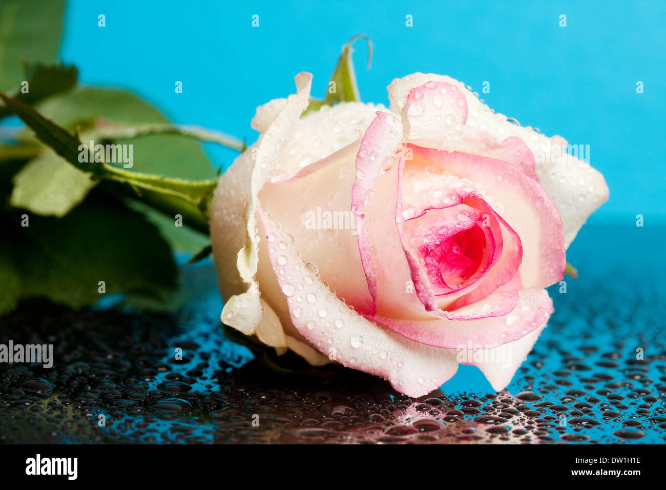 pink rose on blue background Stock Photo - Alamy