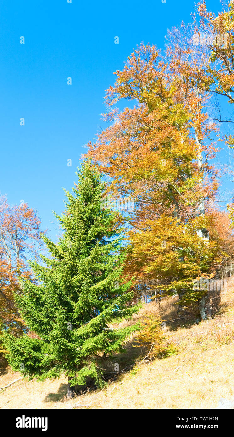 Trees on mountainside hi-res stock photography and images - Alamy
