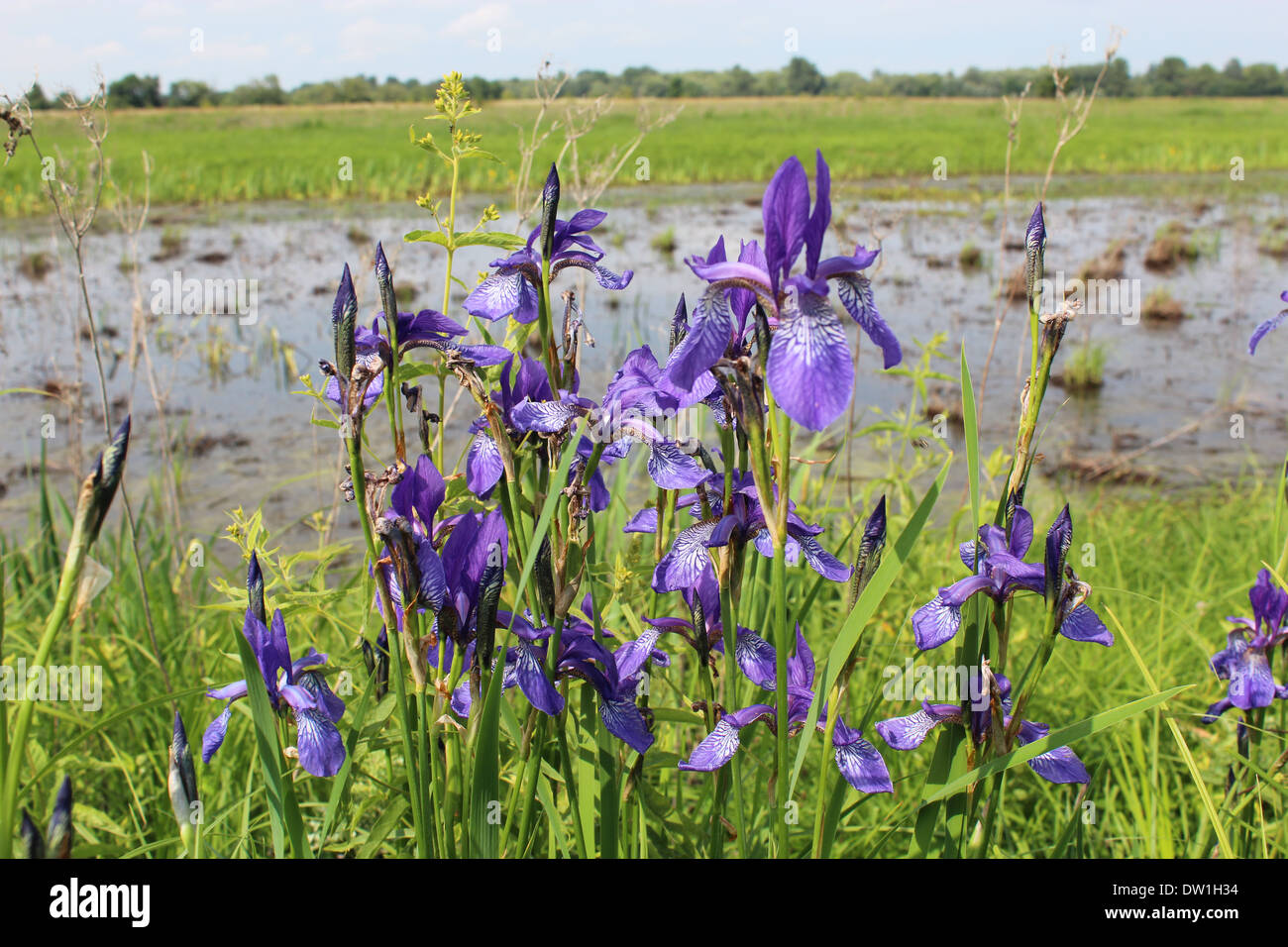 image of beautiful flowers of iris besides river Stock Photo - Alamy