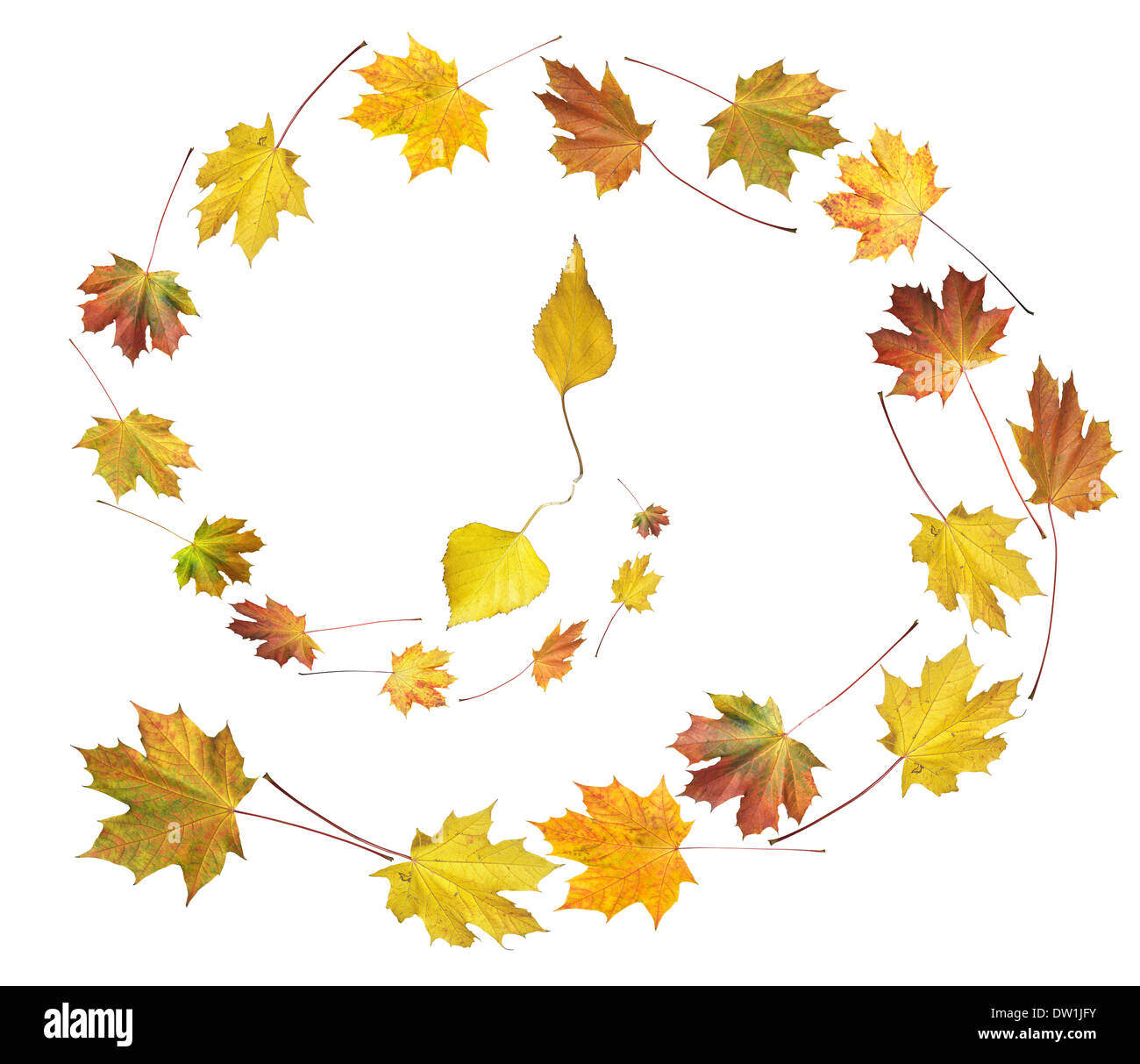 Maple Dance High Resolution Stock Photography and Images - Alamy