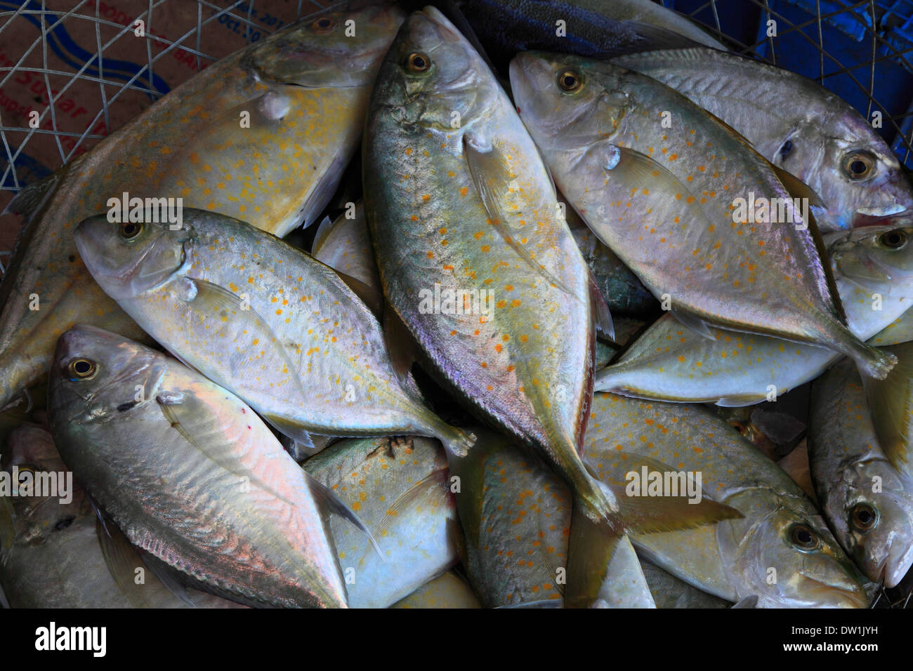 United Arab Emirates, Dubai, Deira, Fish Market Stock Photo - Alamy