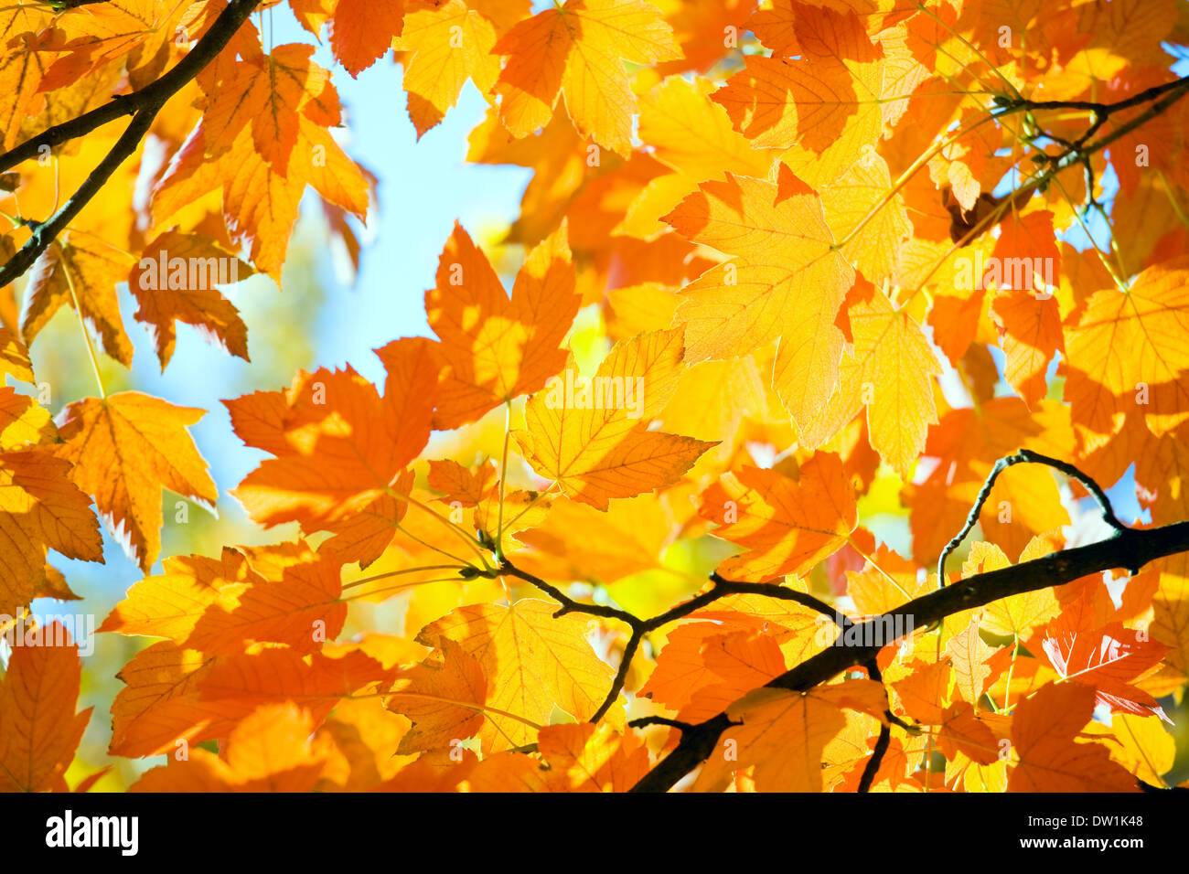 autumn maple trees in park Stock Photo - Alamy