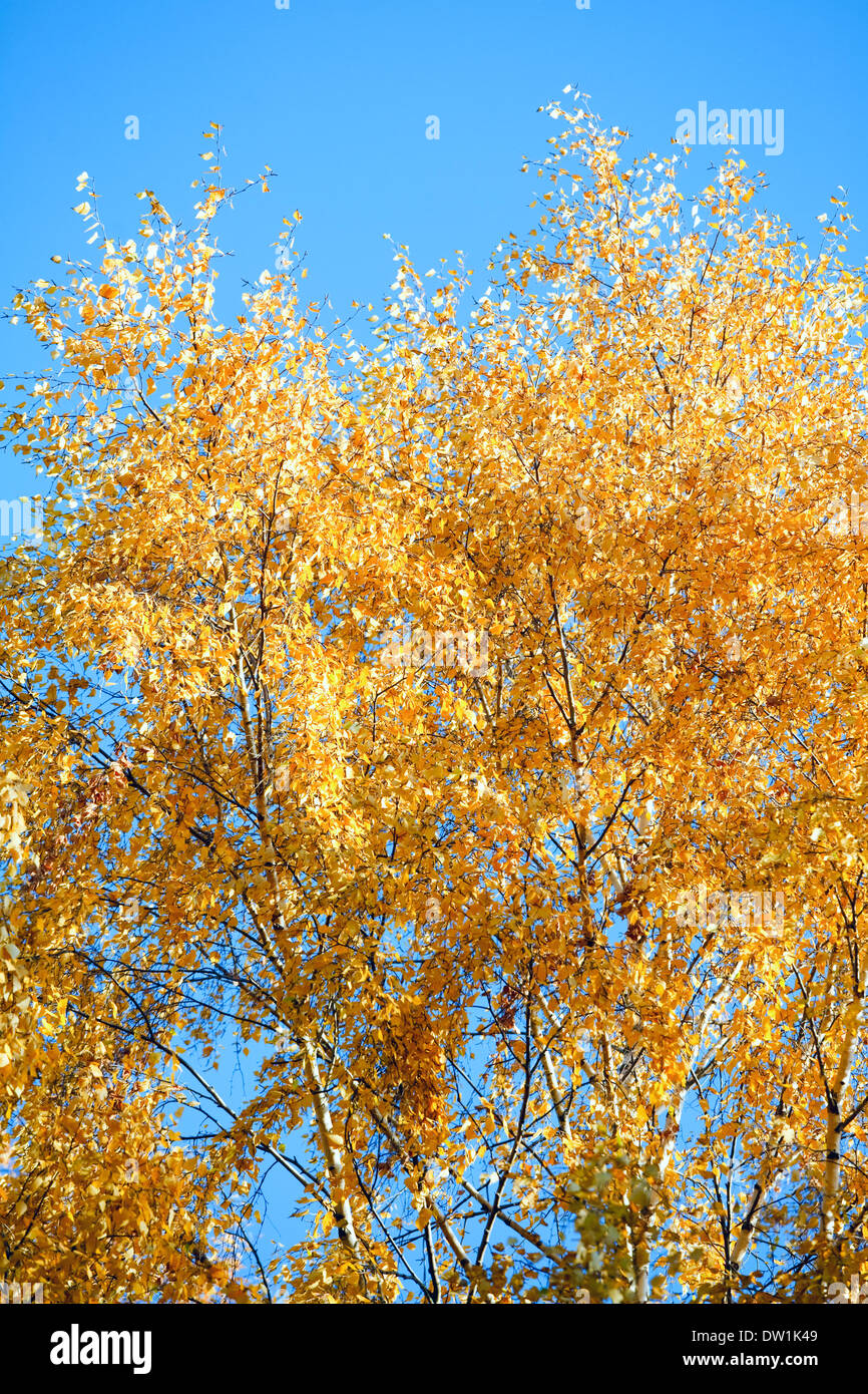autumn birch tree Stock Photo - Alamy