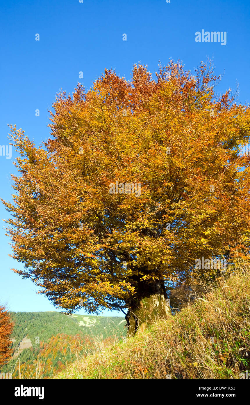 Autumn big tree on mountainside Stock Photo - Alamy