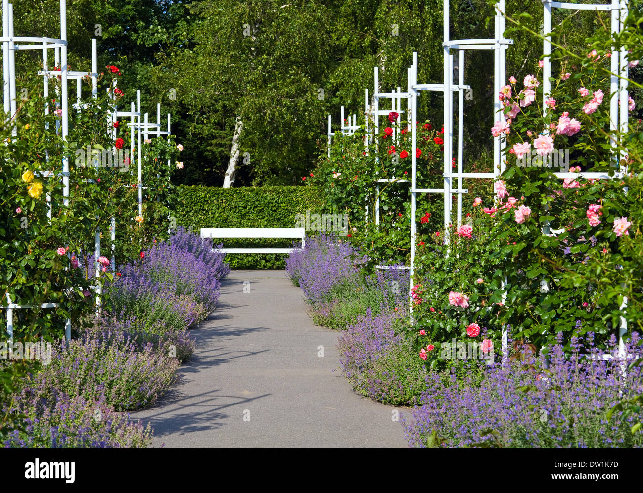 Rose in park hi-res stock photography and images - Alamy