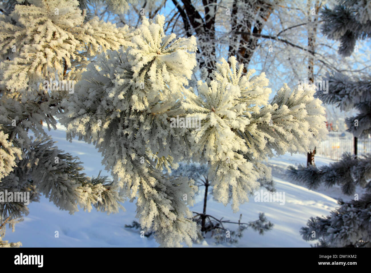 Frozen twigs of pine Stock Photo - Alamy