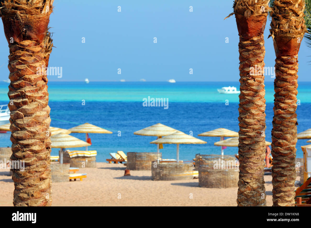 Landscape umbrella palm trees hi-res stock photography and images - Alamy