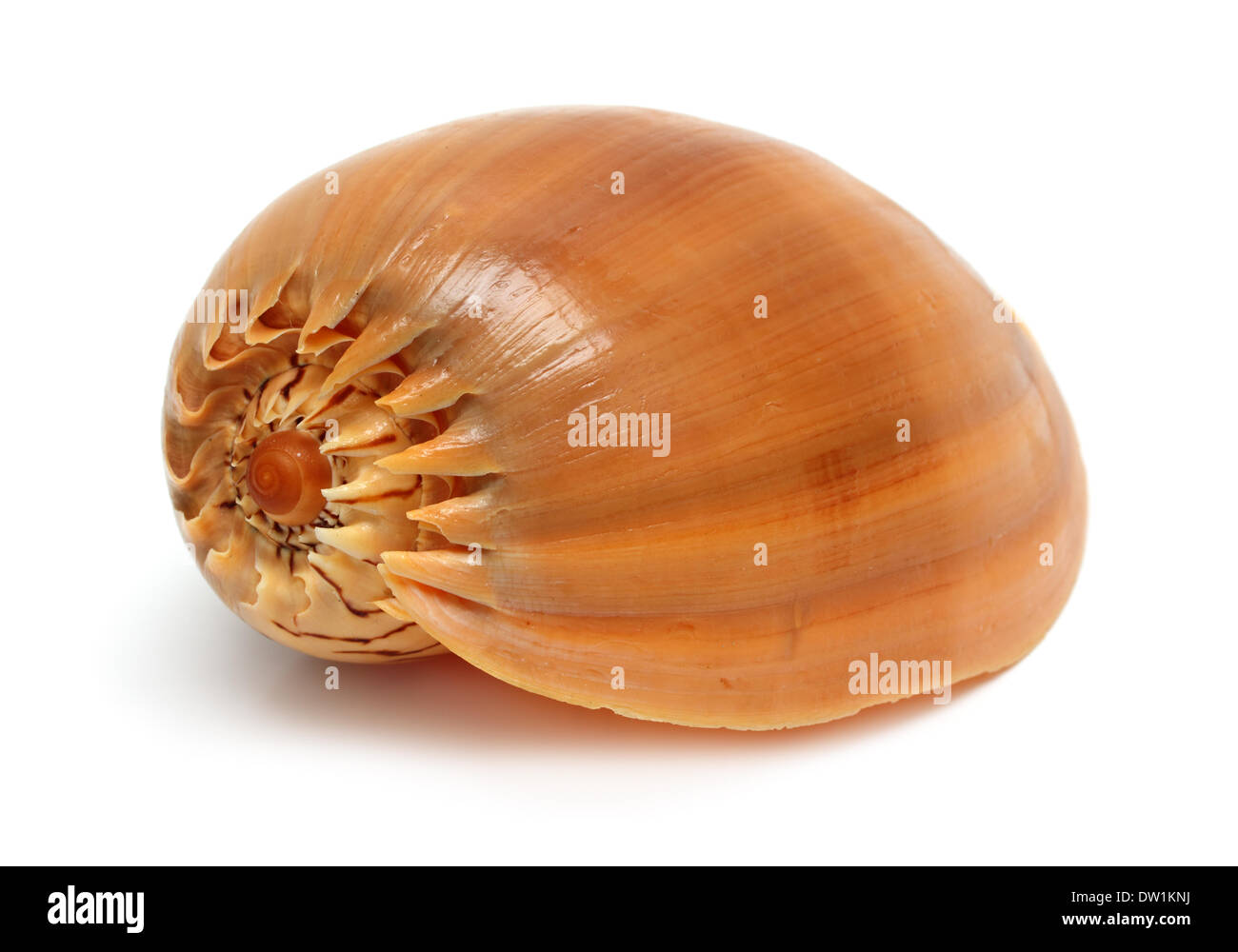 spiral sea shell close-up Stock Photo - Alamy