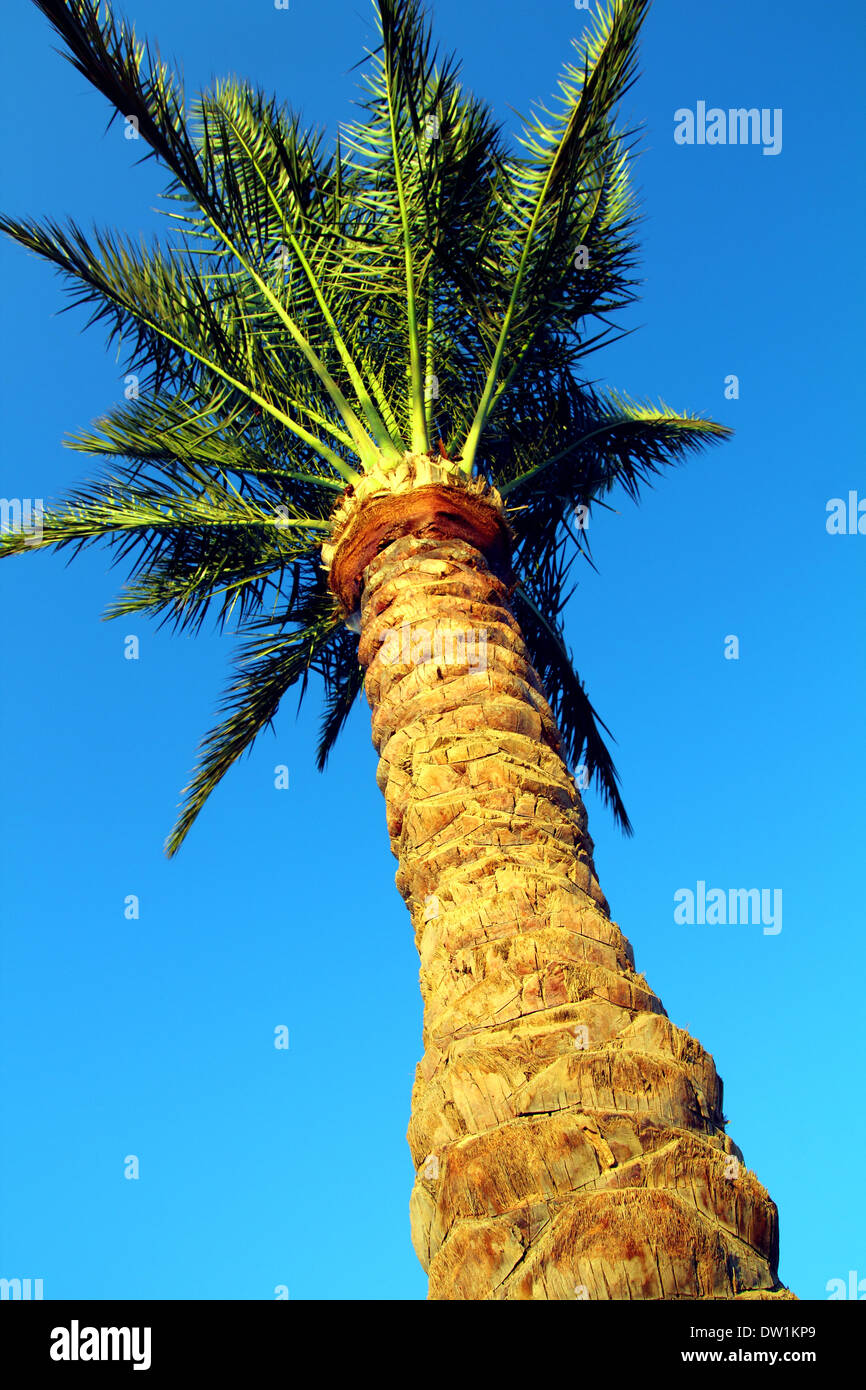 Split palm leaves hi-res stock photography and images - Alamy