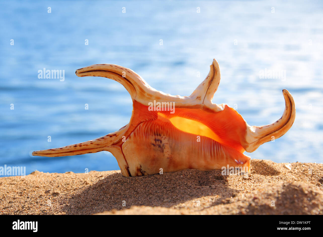 Sea shell orange hi-res stock photography and images - Alamy