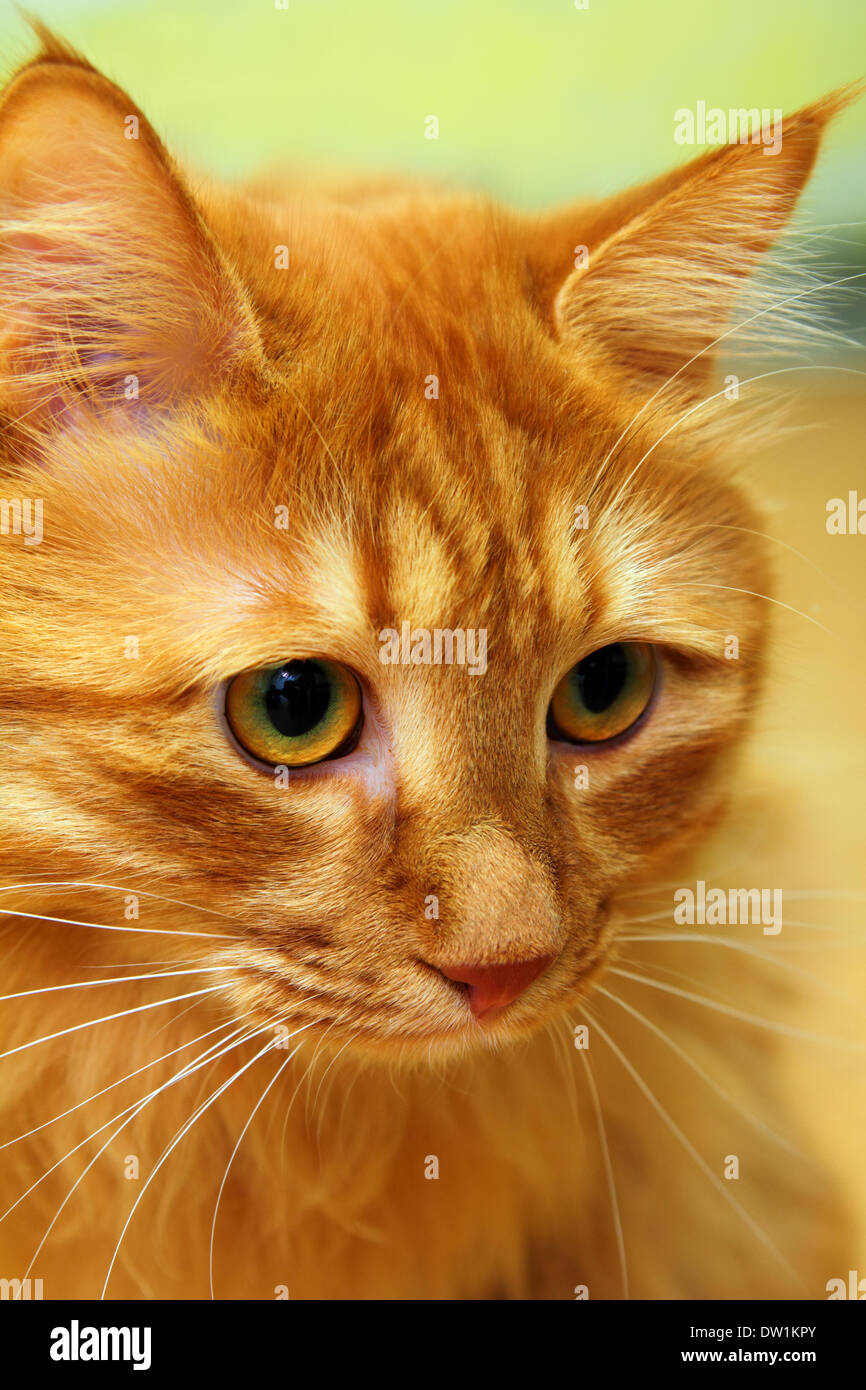 Bobtail hi-res stock photography and images - Alamy