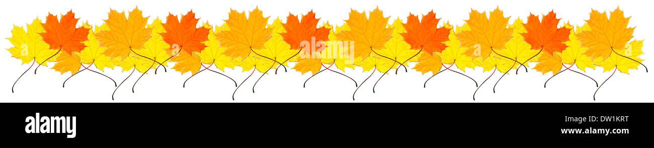 Background from yellow leaves Cut Out Stock Images & Pictures - Alamy
