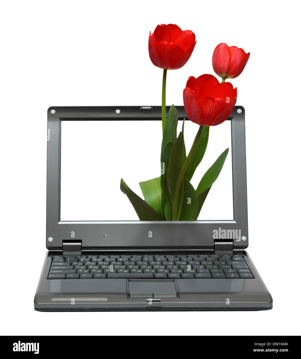 Small tulip Cut Out Stock Images & Pictures - Alamy