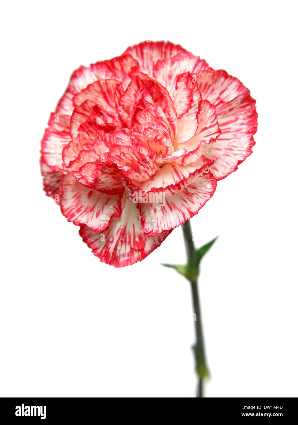 White carnation flower head Cut Out Stock Images & Pictures - Alamy