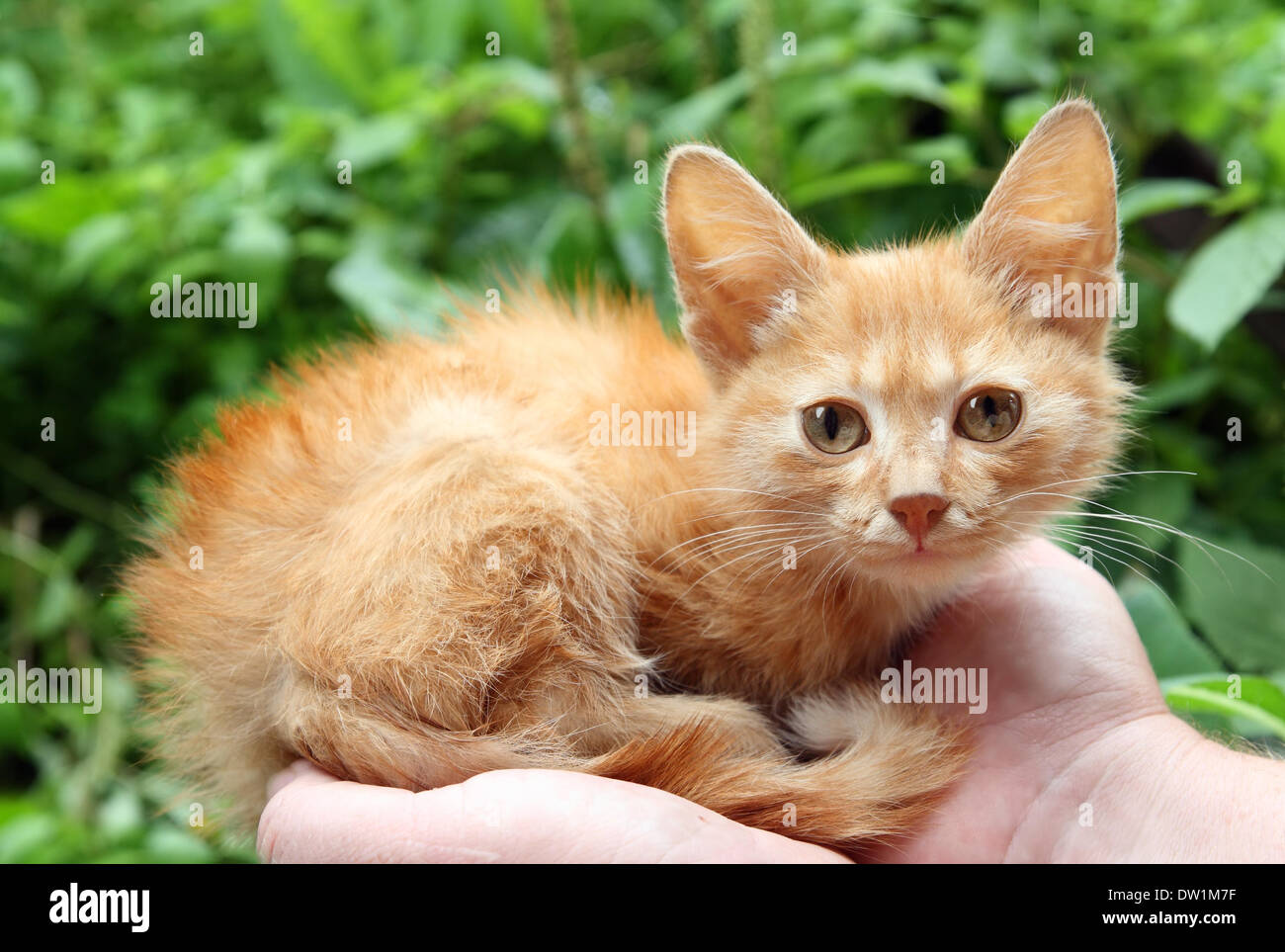 small red cat in hands Stock Photo - Alamy