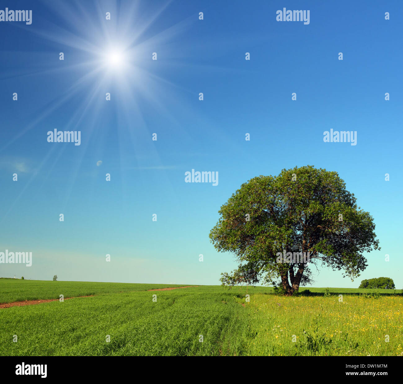 Single tree in the field hi-res stock photography and images - Alamy