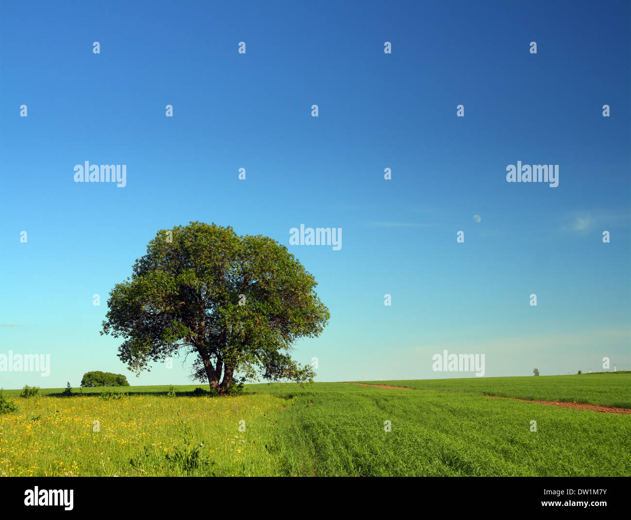 Single tree in field hi-res stock photography and images - Alamy