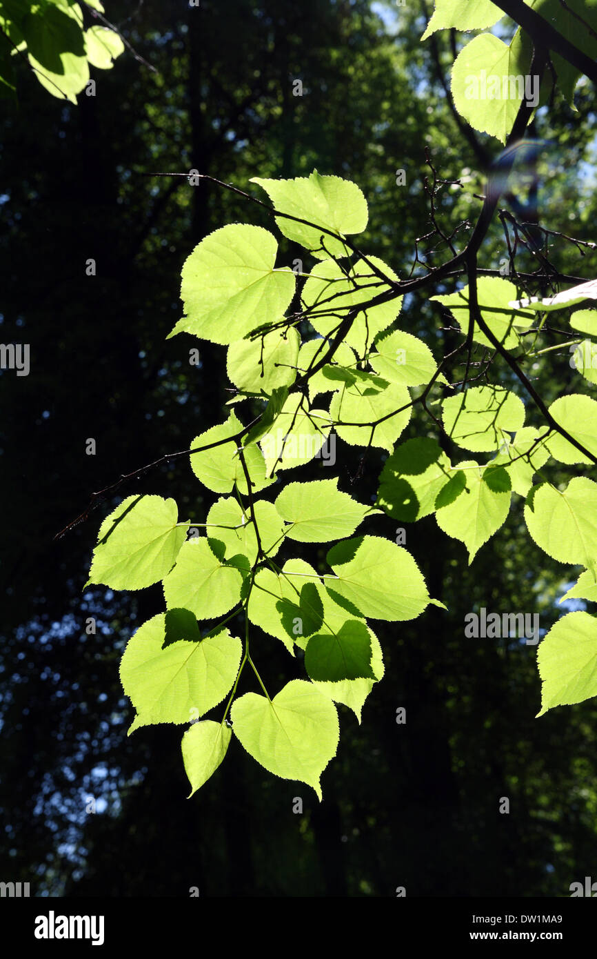 Lime tree leaves hi-res stock photography and images - Alamy