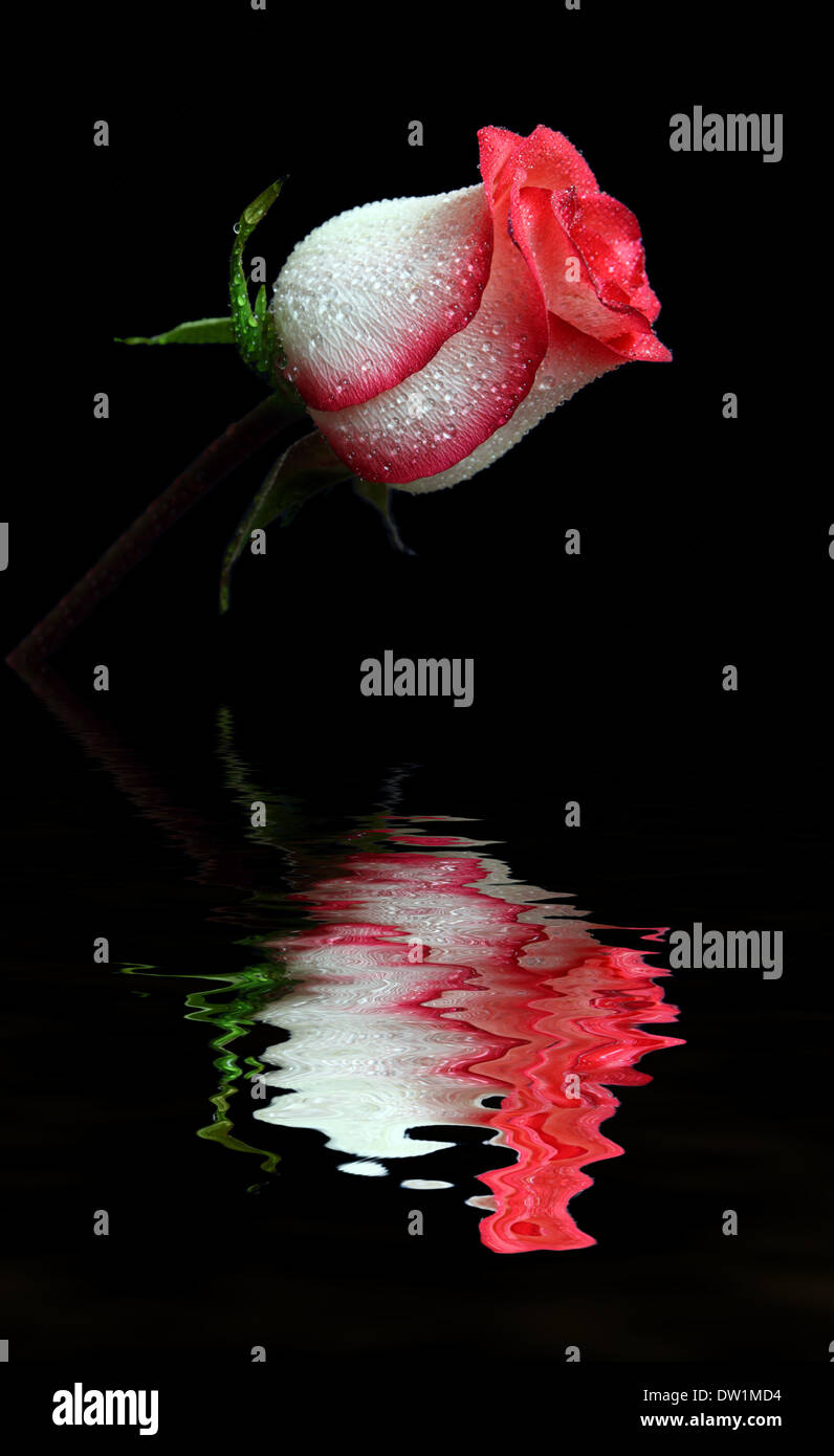 Rose with reflection hi-res stock photography and images - Alamy