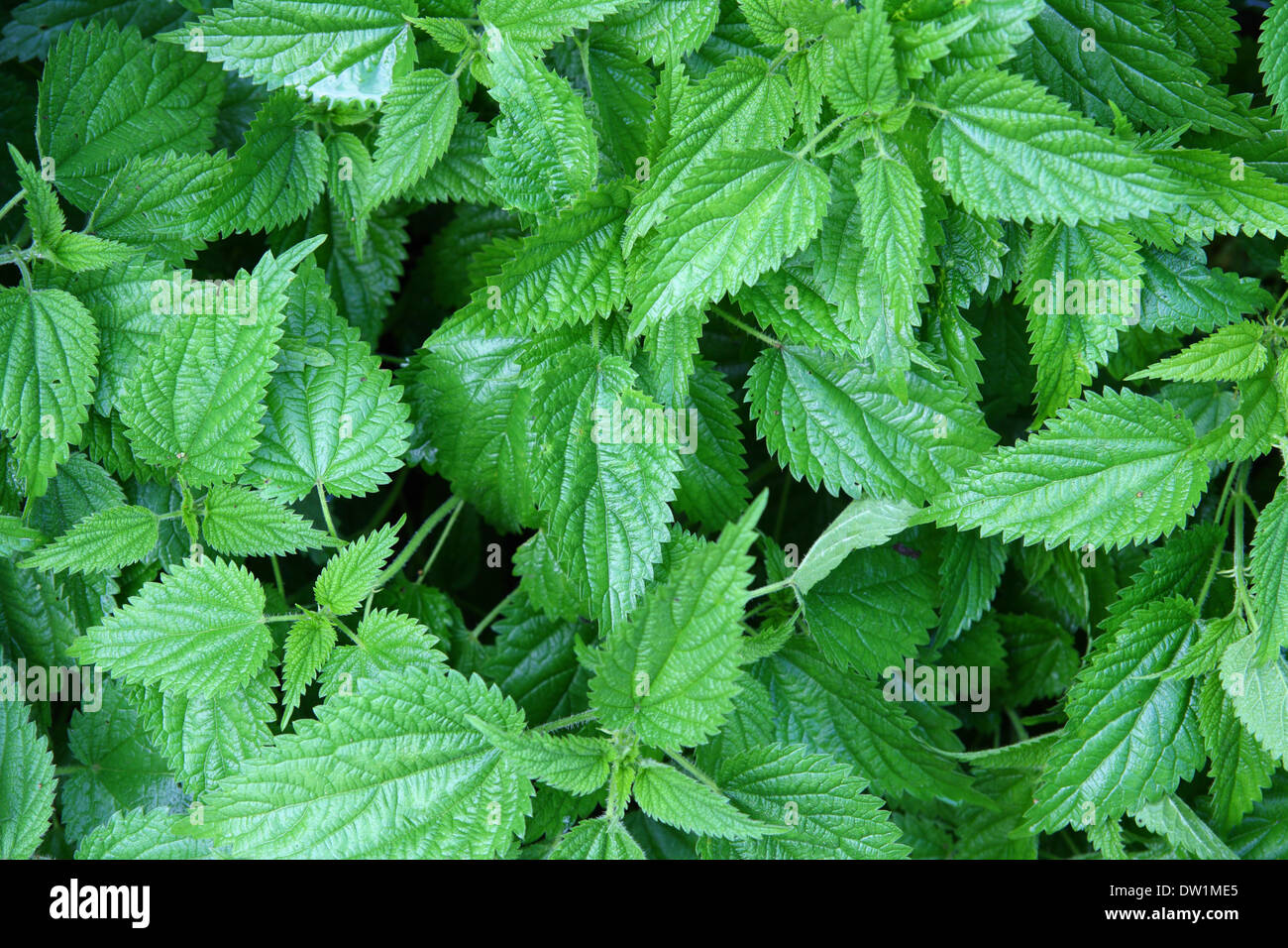 Close up nettle leaves hi-res stock photography and images - Alamy