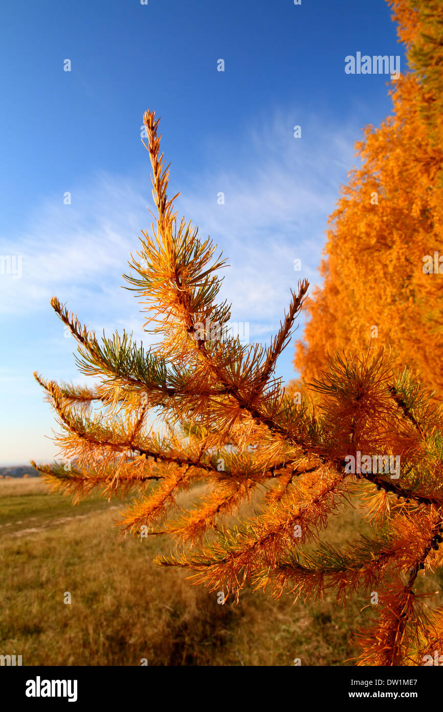 autumn golden larch tree Stock Photo - Alamy