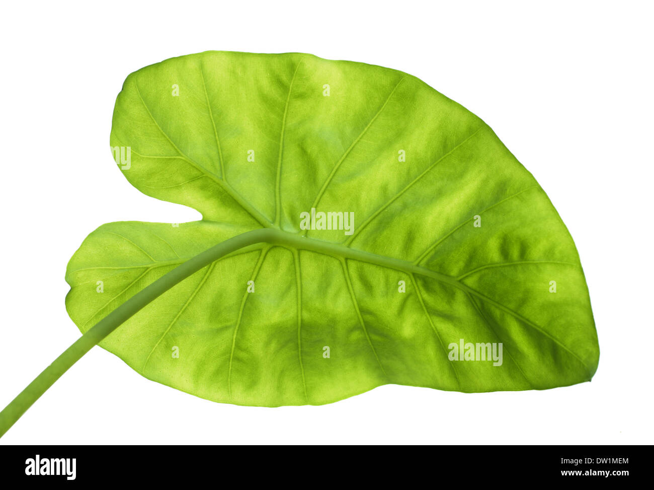Big green leaf hi-res stock photography and images - Alamy