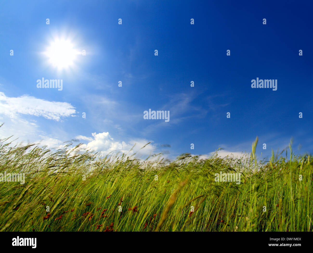 grass and wind blowing Stock Photo - Alamy
