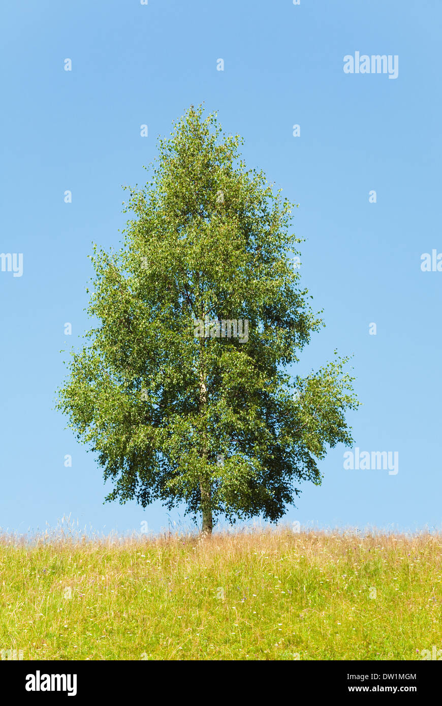 lonely tree on sky background Stock Photo - Alamy