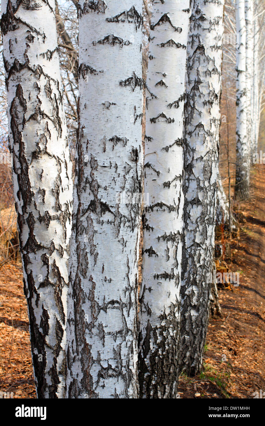 Birch woods hi-res stock photography and images - Alamy