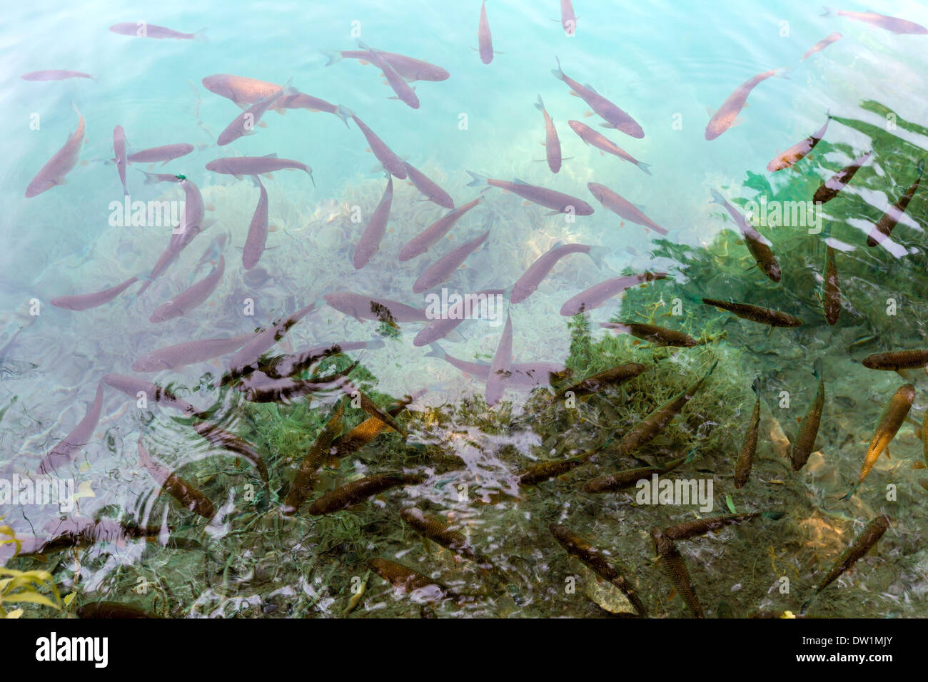 Small fish shoal in azure lake Stock Photo - Alamy