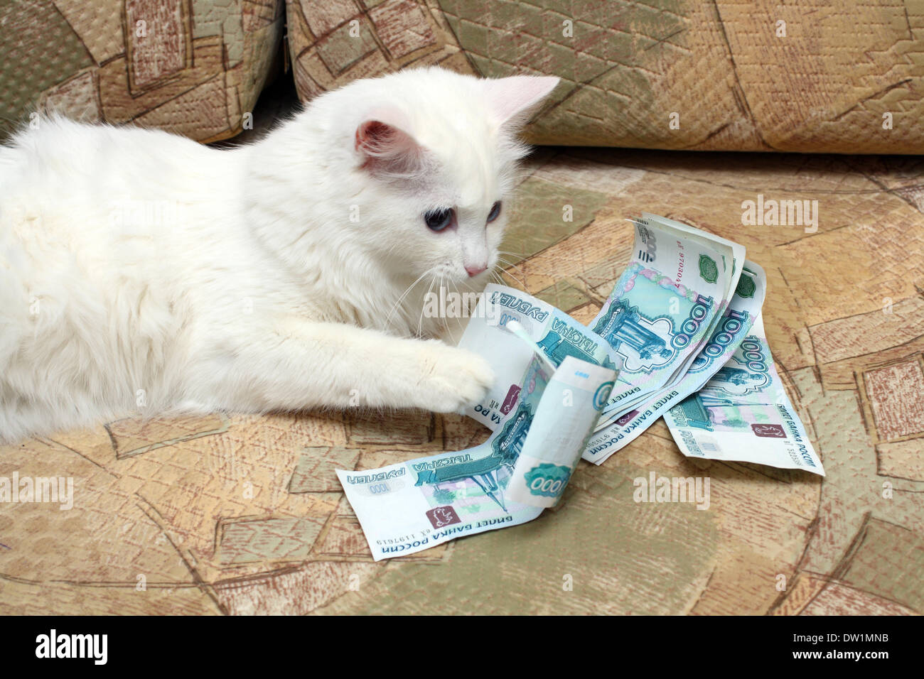 Money cat hi-res stock photography and images - Alamy
