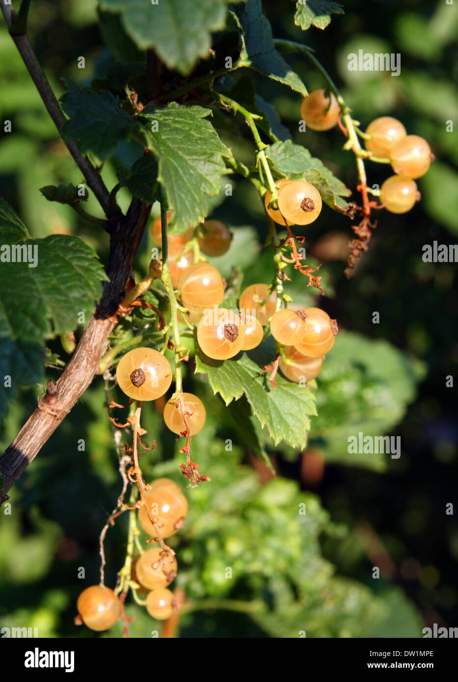 White berry bush hi-res stock photography and images - Alamy