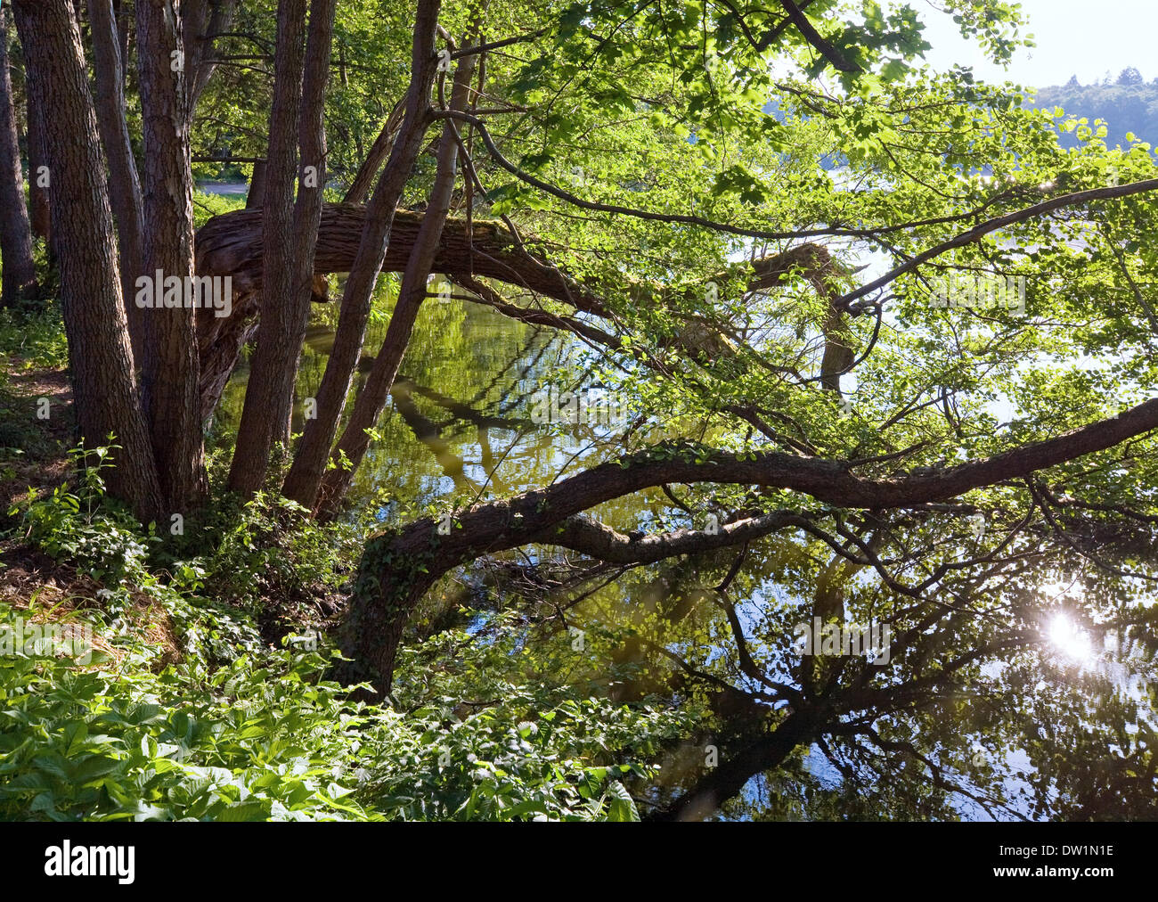 Summer lake view and tree reflection Stock Photo - Alamy