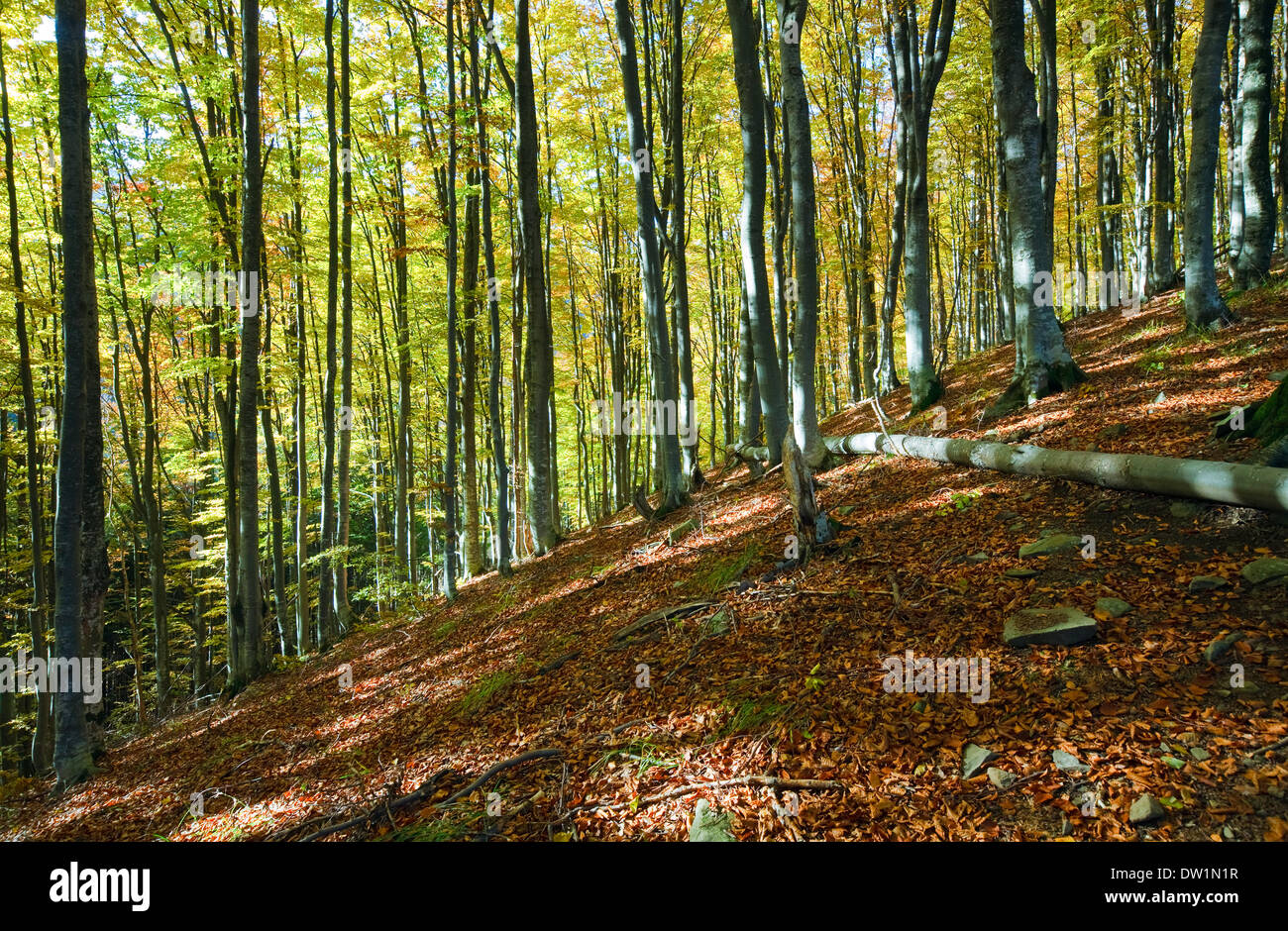 Dead forest ukraine hi-res stock photography and images - Alamy