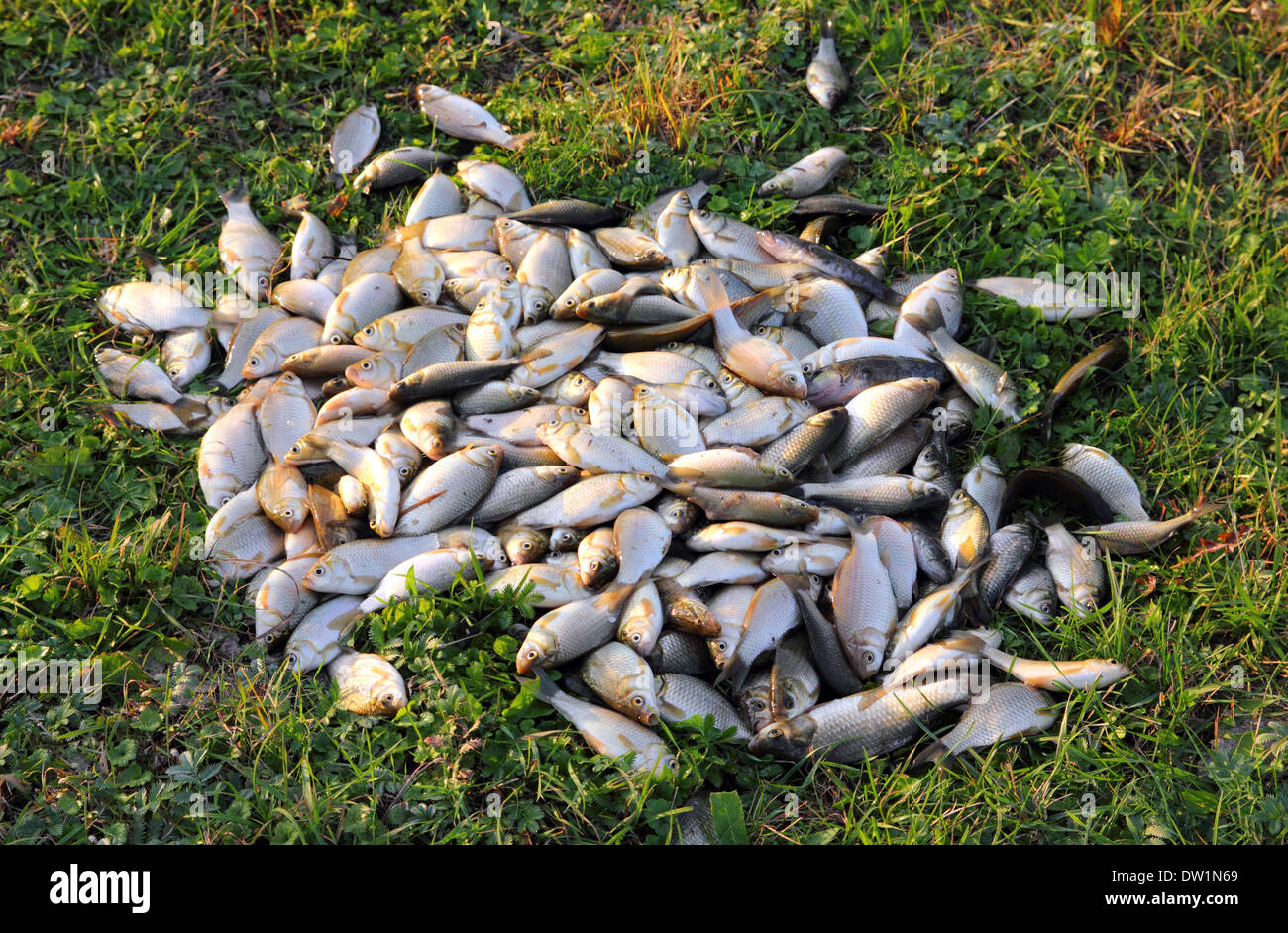 catching crucian fish on grass Stock Photo - Alamy