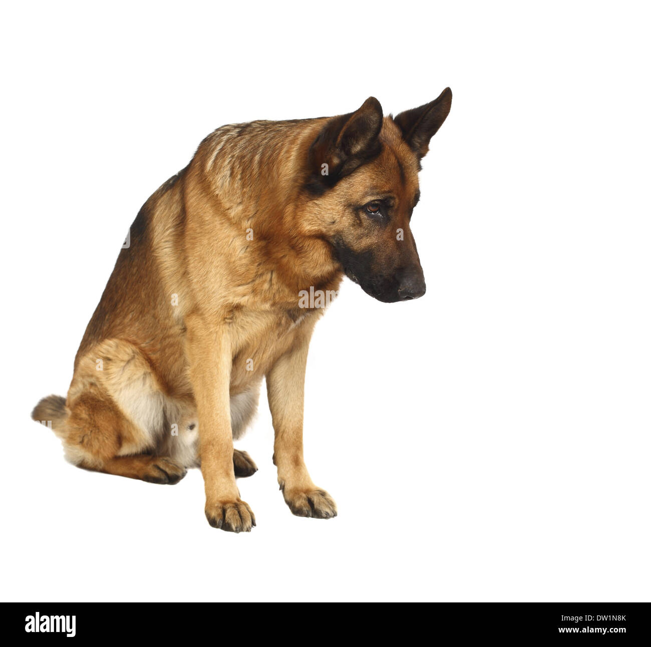 Portrait of german shepherd Cut Out Stock Images & Pictures - Alamy