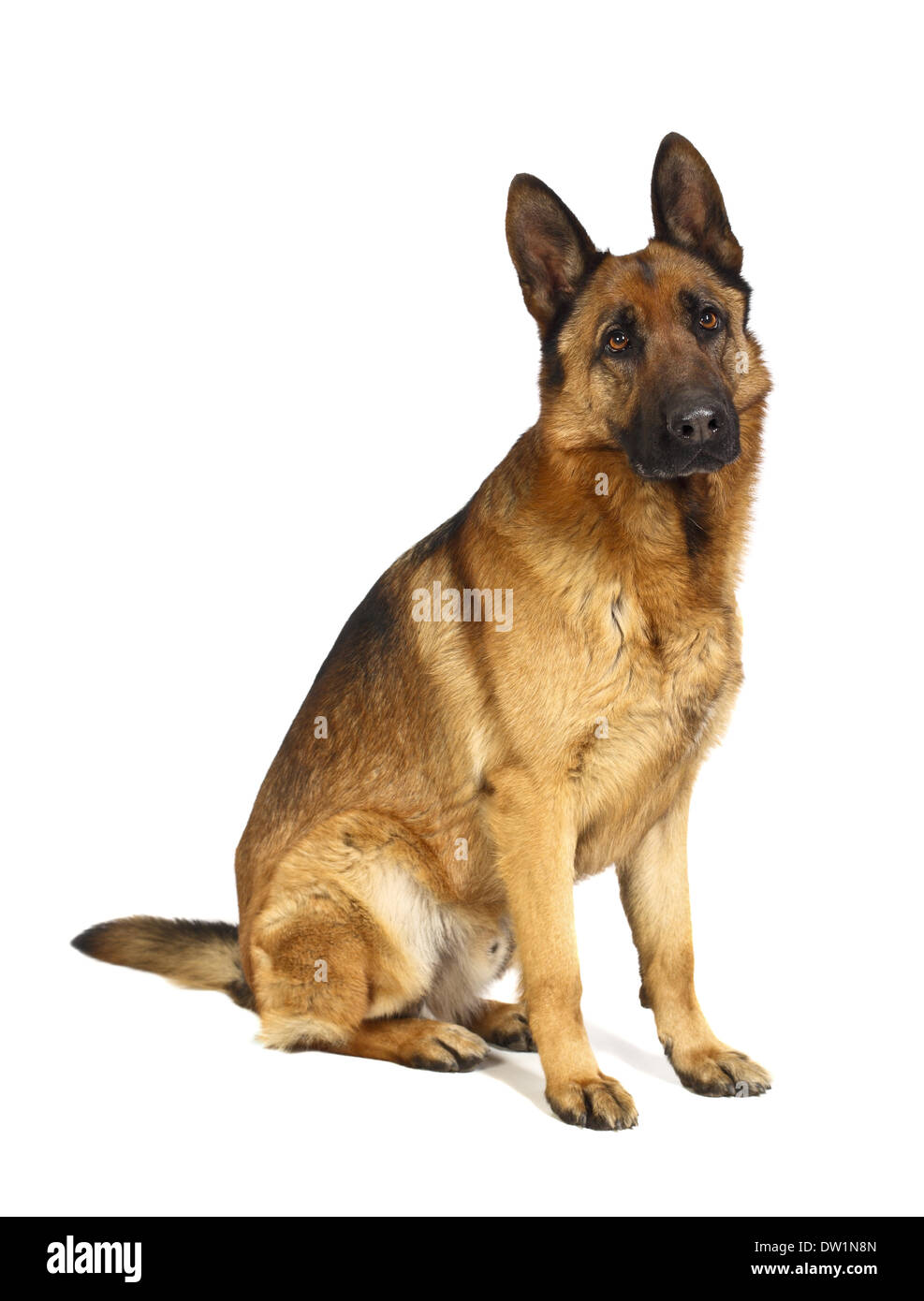 German shepherd dog on Cut Out Stock Images & Pictures - Alamy
