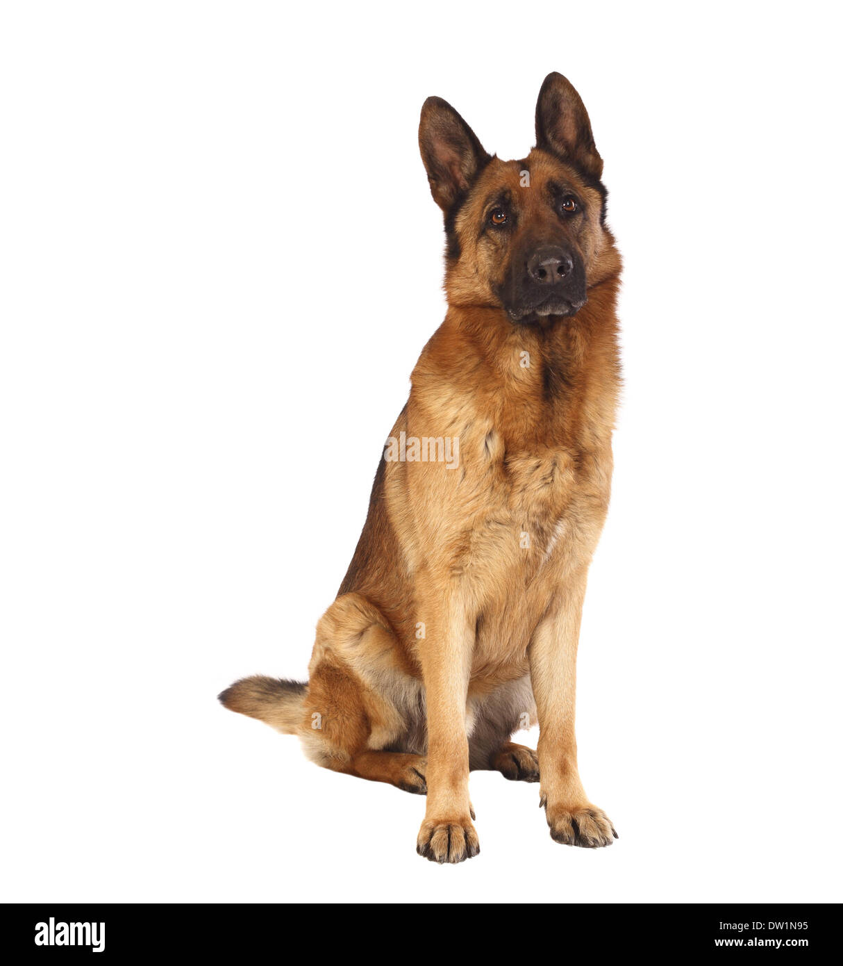 german shepard portrait Stock Photo - Alamy