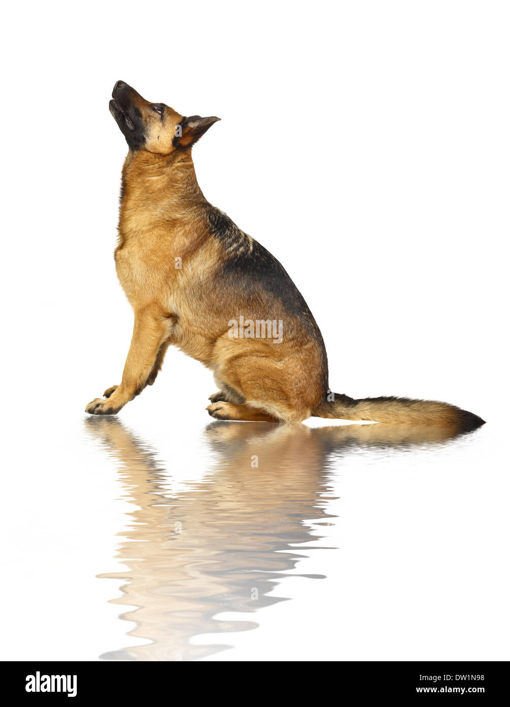 german shepard on white Stock Photo - Alamy
